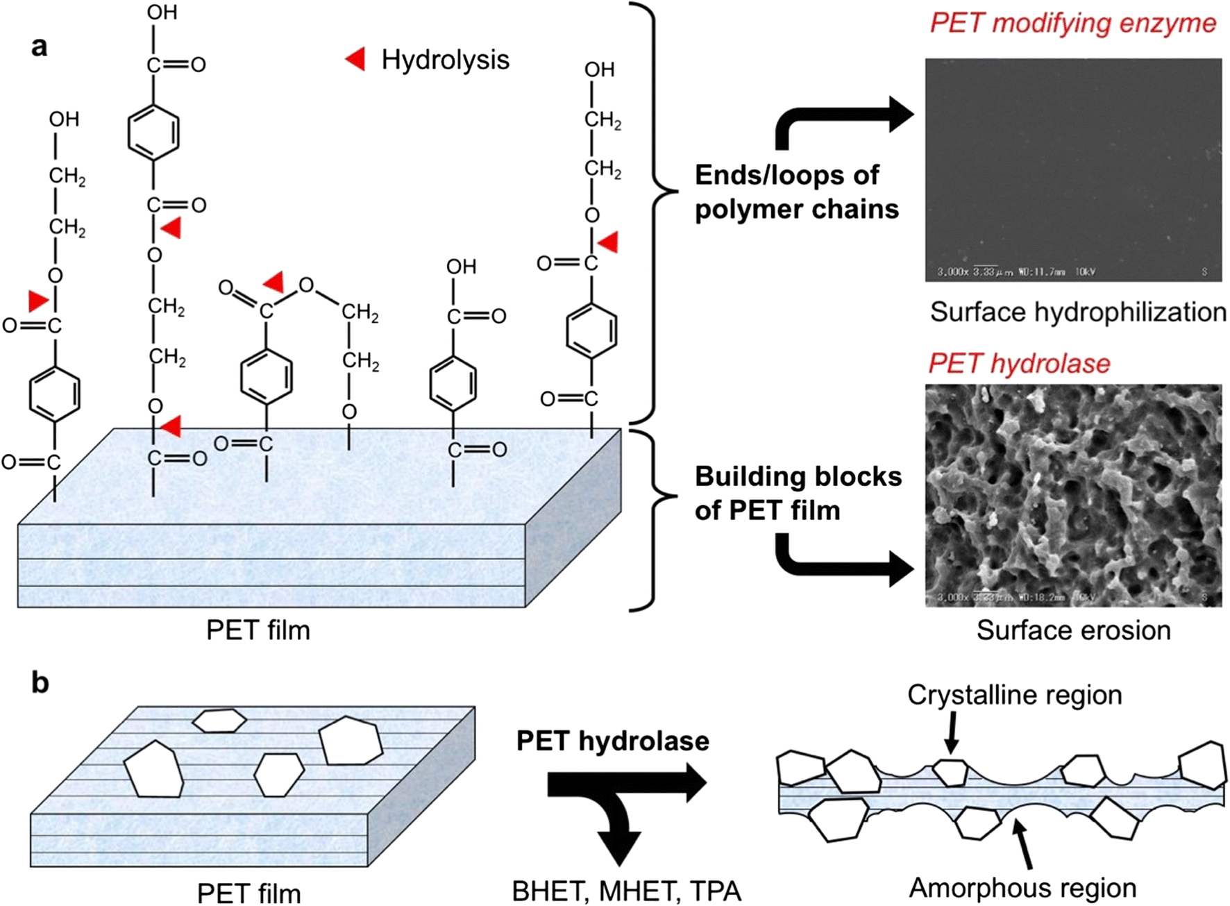 Current knowledge on enzymatic PET degradation and its possible ...
