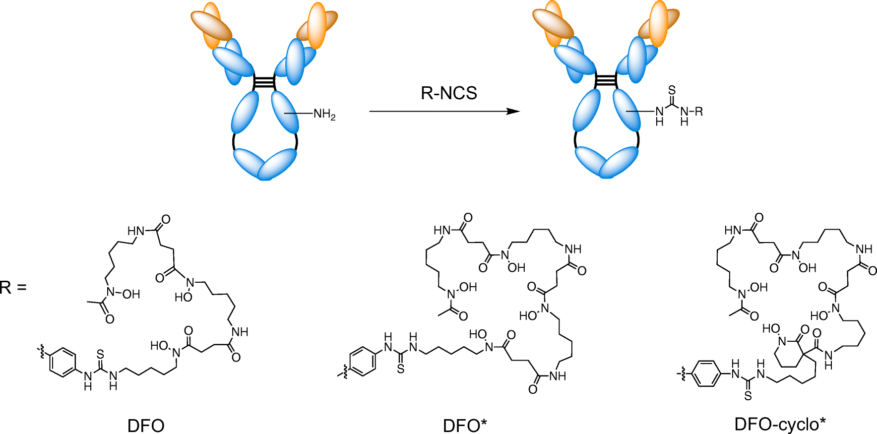 Direct comparison of the in vitro and in vivo stability of DFO, DFO ...