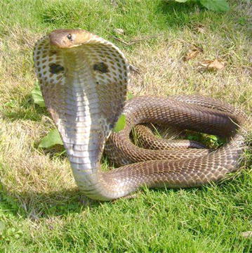 The cobra head sign | SpringerLink