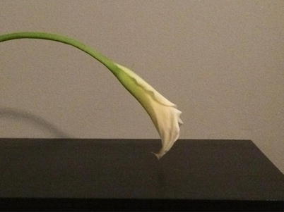 The drooping lily sign | SpringerLink