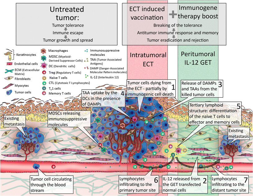 Electrochemotherapy of tumors as in situ vaccination boosted by ...