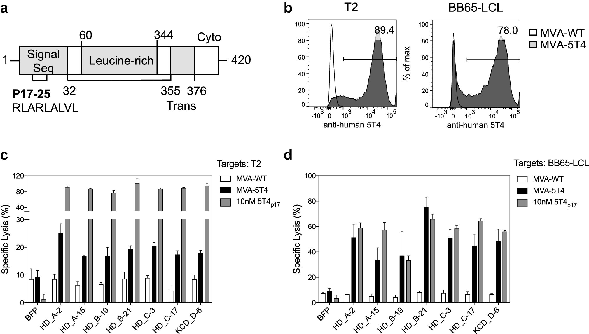 Preclinical development of T-cell receptor-engineered T-cell therapy ...