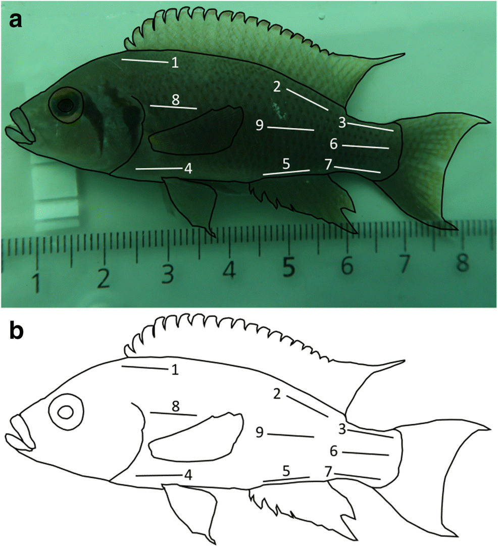 Long-term individual marking of small freshwater fish: the utility of ...