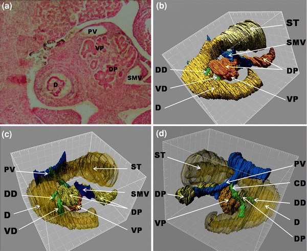 A 3D reconstruction of pancreas development in the human embryos during ...