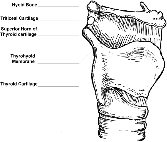 Triticeal cartilage: the forgotten cartilage | SpringerLink