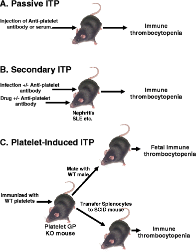Animal models of immune thrombocytopenia (ITP) | SpringerLink