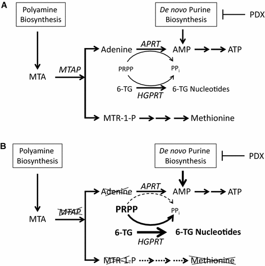 Methylthioadenosine phosphorylase (MTAP)-deficient T-cell ALL ...