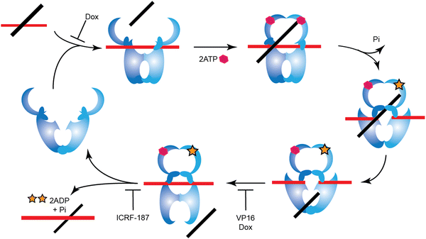 DNA topoisomerase-targeting chemotherapeutics: what’s new? | SpringerLink