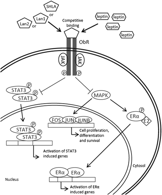 Superactive human leptin antagonist (SHLA), triple Lan1 and quadruple ...