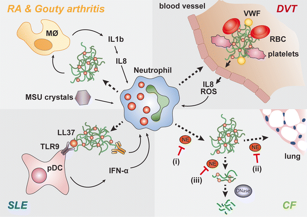 Molecular mechanisms regulating NETosis in infection and disease ...