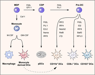 Dendritic cells as gatekeepers of tolerance | SpringerLink