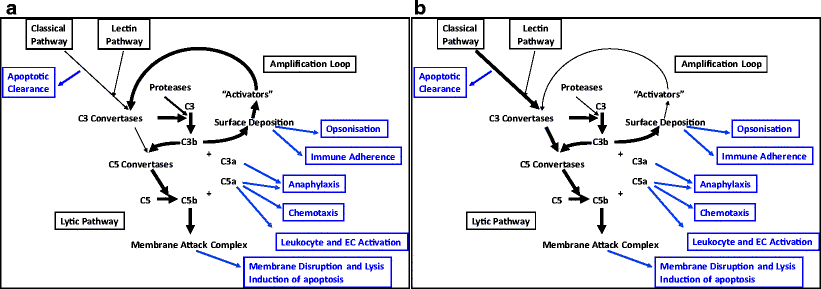The properdin pathway: an “alternative activation pathway” or a ...