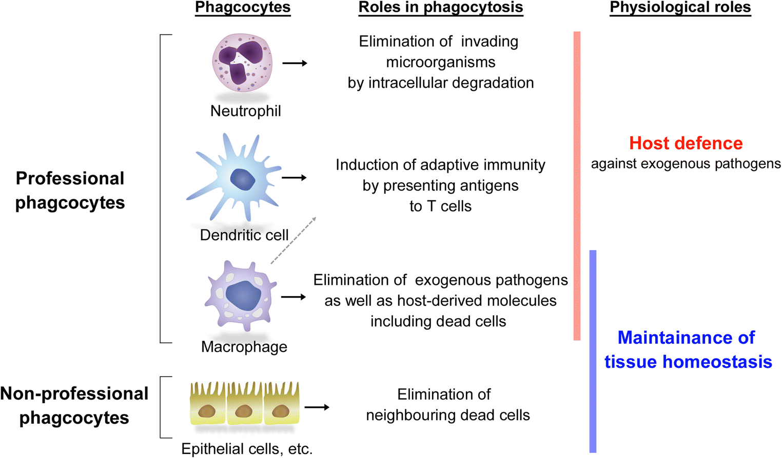 A scavenging system against internal pathogens promoted by the ...
