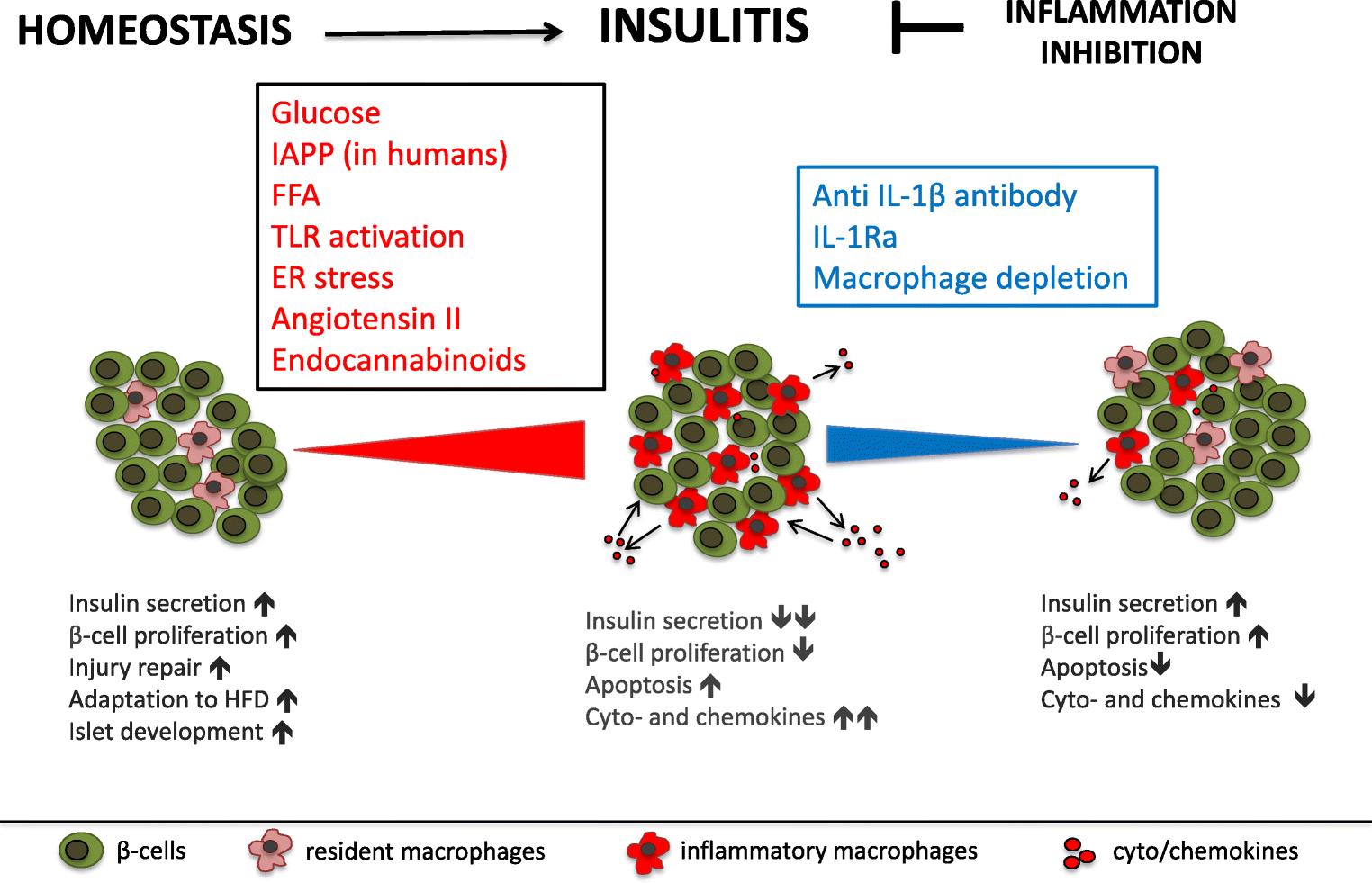Islet inflammation in type 2 diabetes | SpringerLink
