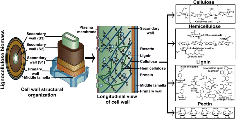 Characterization of Lignocellulolytic Enzymes from White-Rot Fungi ...
