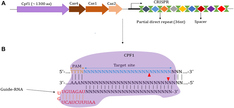 The Conspicuity of CRISPR-Cpf1 System as a Significant Breakthrough in Genome Editing | SpringerLink