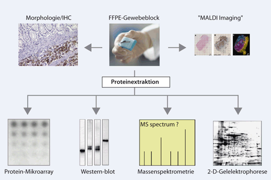 Neues zur Proteinanalytik archivierter Gewebeproben | SpringerLink