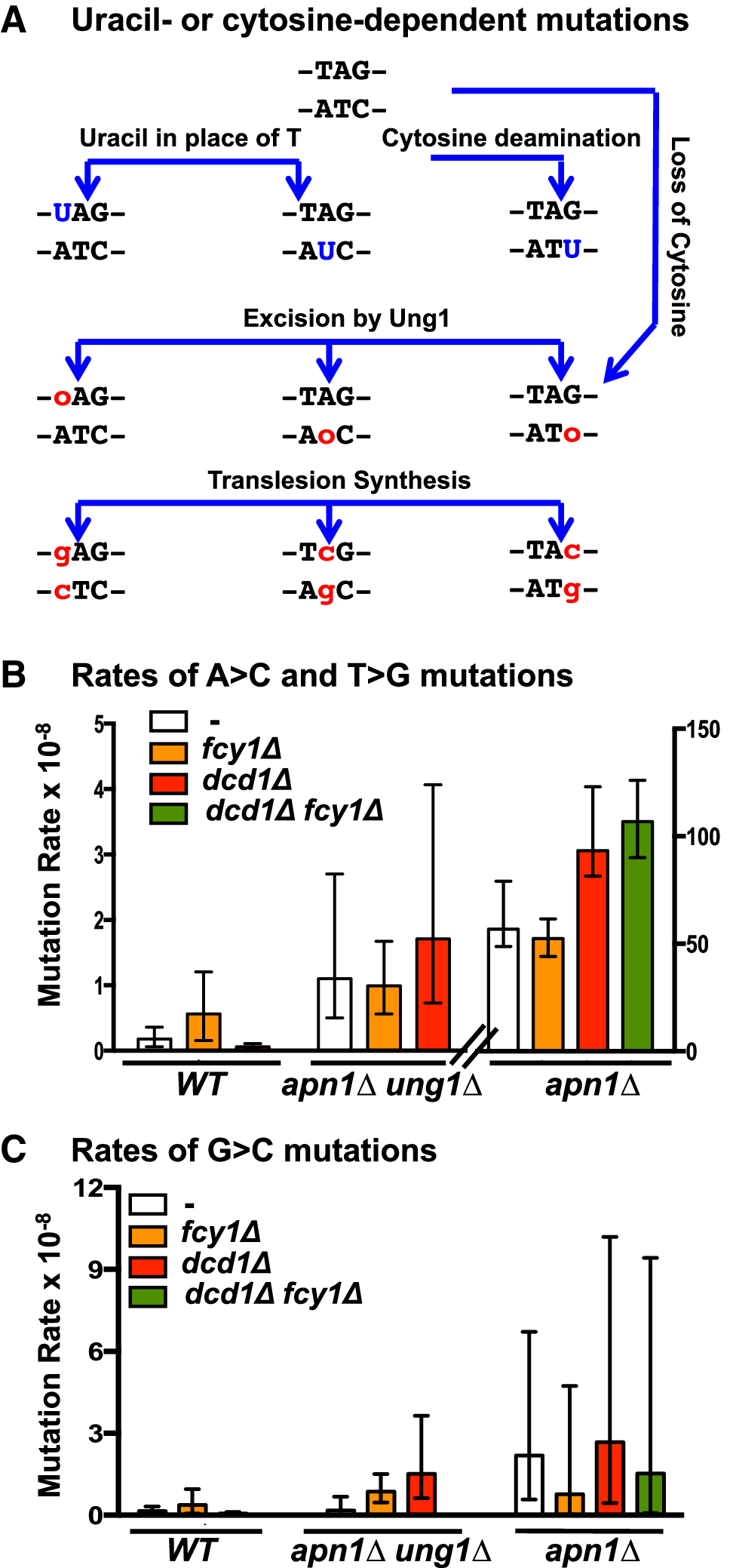 The etiology of uracil residues in the Saccharomyces cerevisiae genomic ...