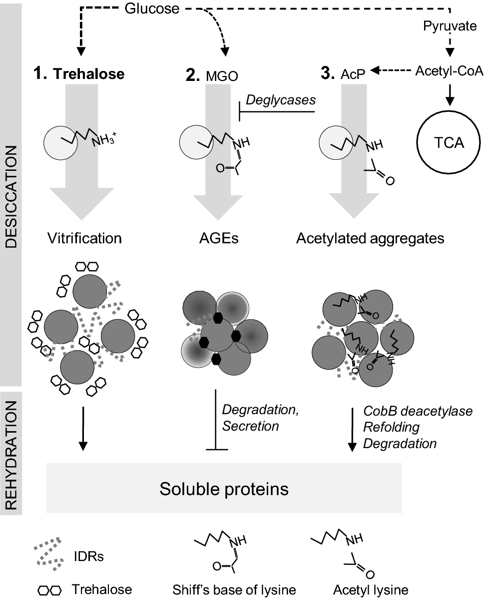 New insight into the mechanisms protecting bacteria during desiccation ...