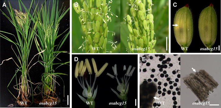 OsABCG15 encodes a membrane protein that plays an important role in ...