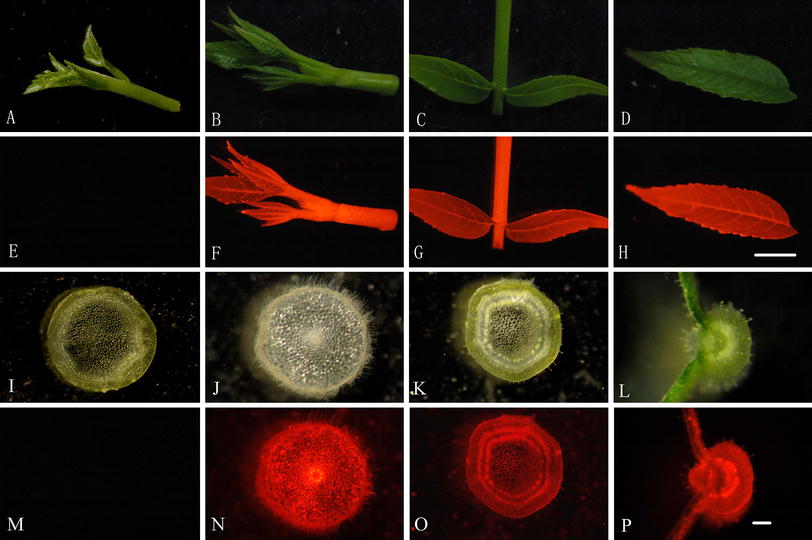 A red fluorescent protein (DsRED) from Discosoma sp. as a reporter for ...