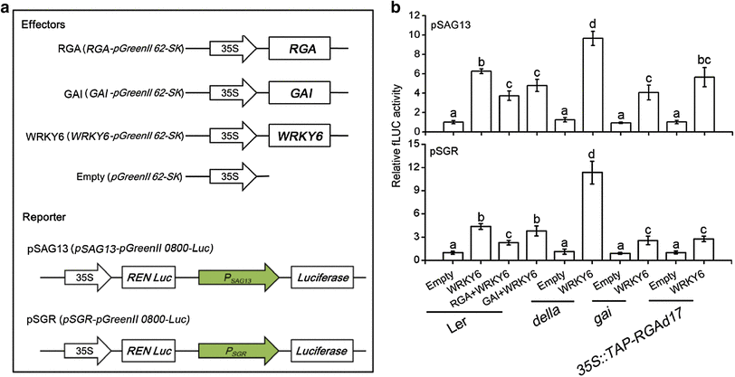 DELLA proteins negatively regulate dark-induced senescence and ...