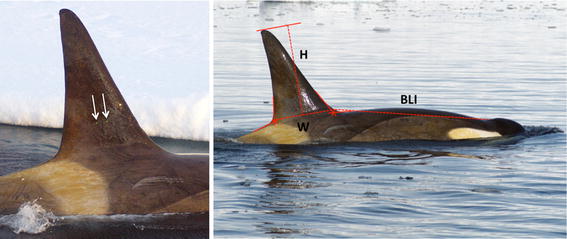 Morphological and ecological evidence for two sympatric forms of Type B ...