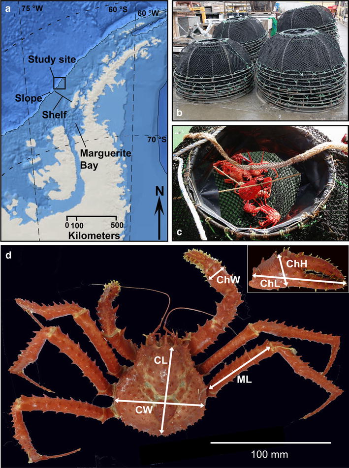 Biology of the king crab Paralomis birsteini on the continental slope ...