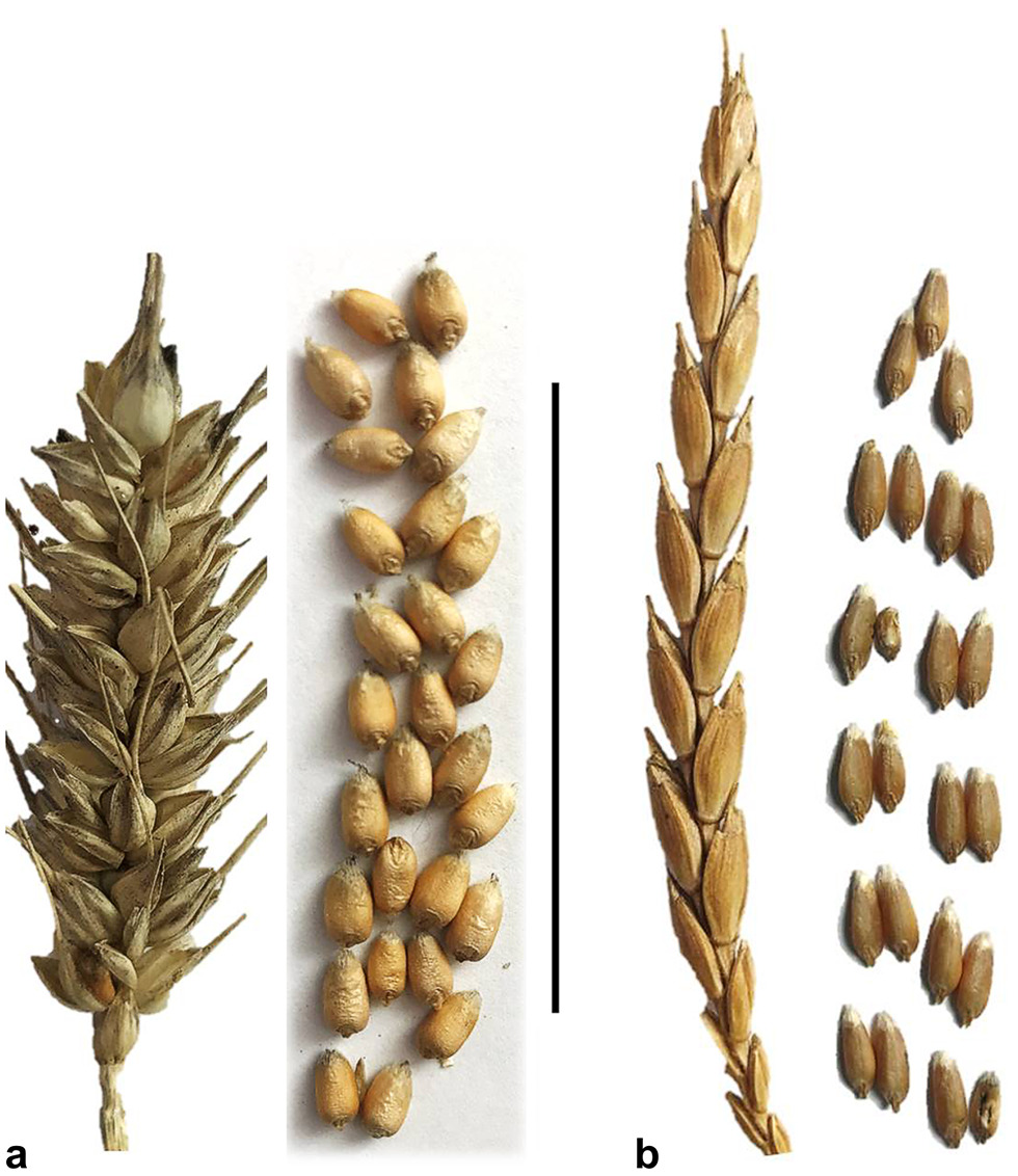 Grains from ear to ear: the morphology of spelt and free-threshing ...