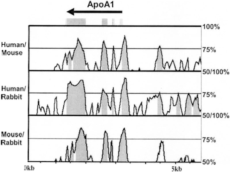 Insights from human/mouse genome comparisons | SpringerLink