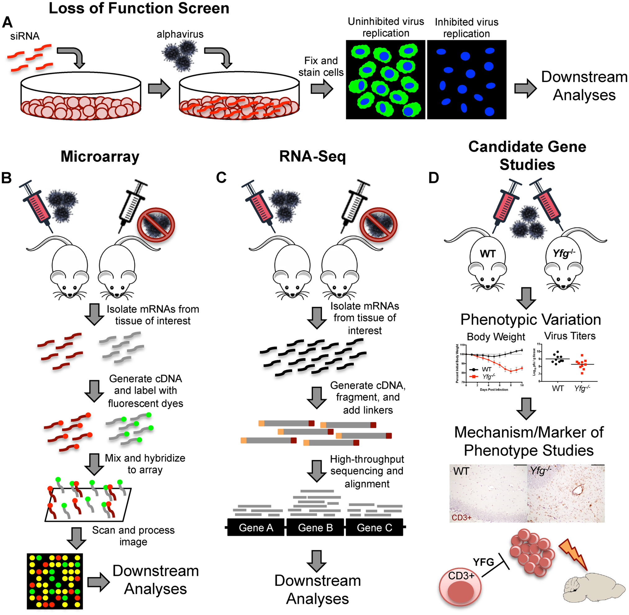 Genetic control of alphavirus pathogenesis | SpringerLink