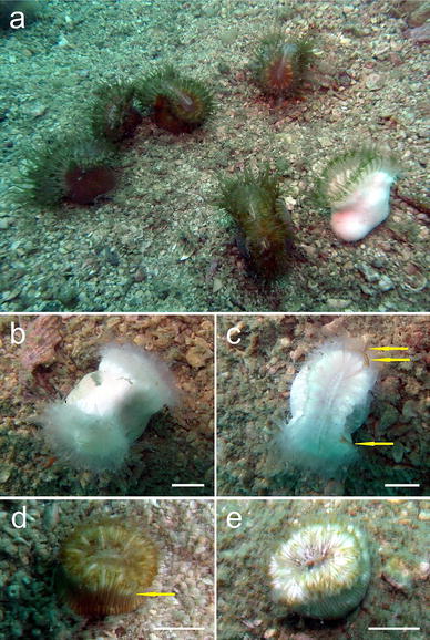 Partial bleaching in an assemblage of small apozooxanthellate corals of ...