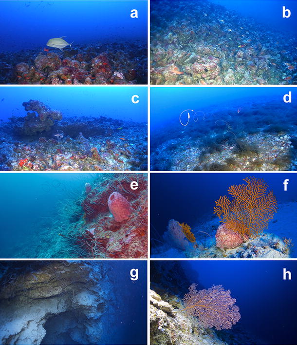 Upper and lower mesophotic coral reef fish communities evaluated by ...