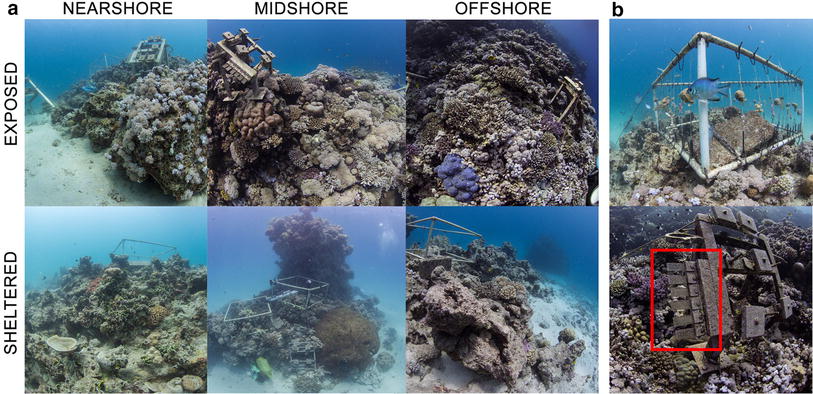 Spatial and seasonal reef calcification in corals and calcareous crusts ...