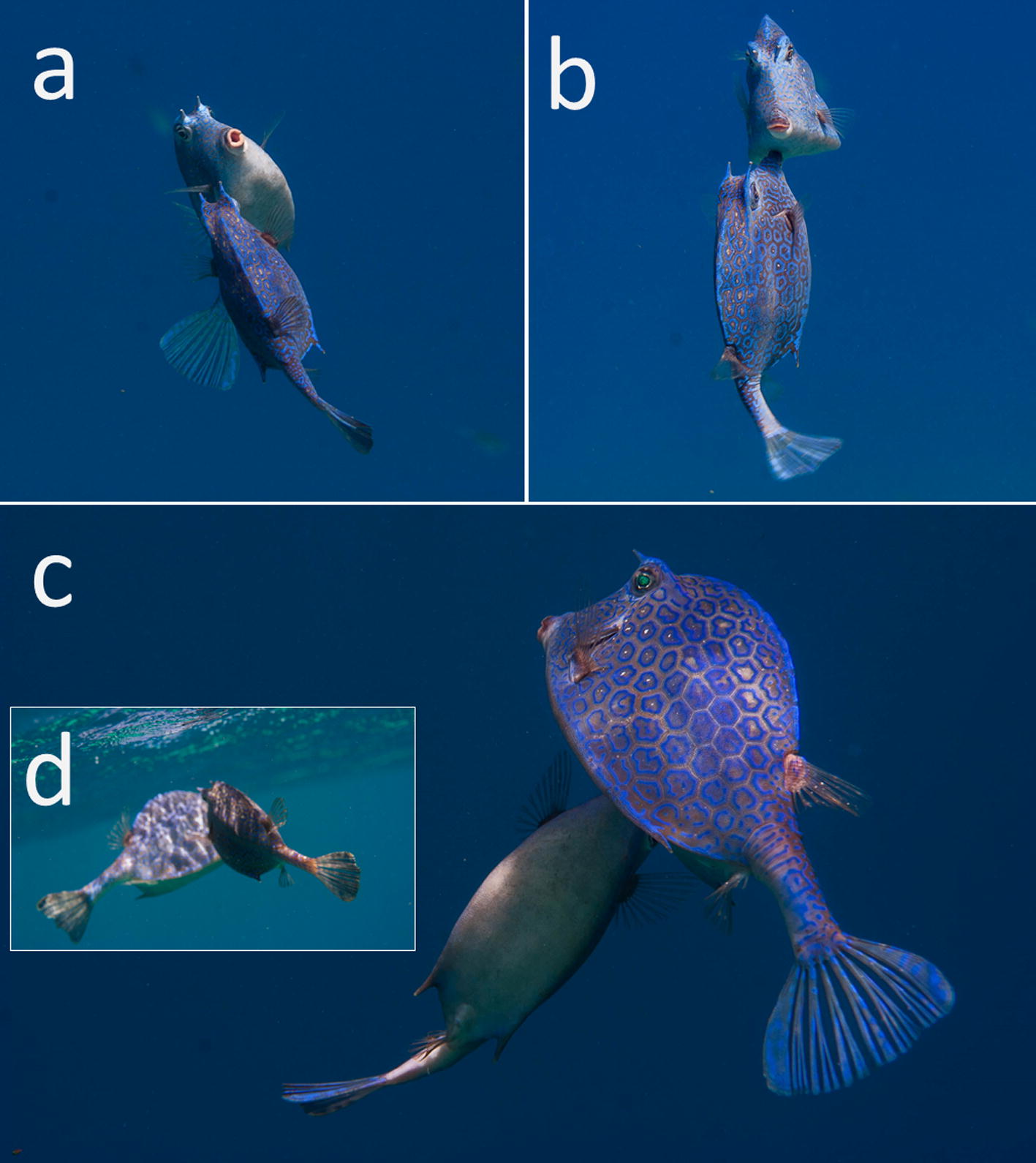 Antagonistic behavior between two honeycomb cowfish, Acanthostracion ...