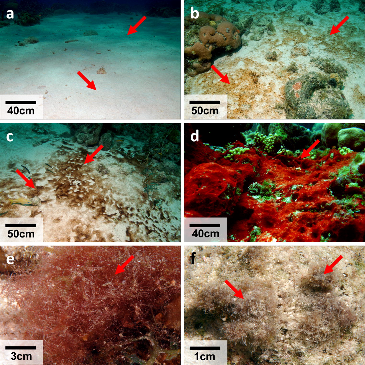 Nitrogen fixation and diversity of benthic cyanobacterial mats on coral ...