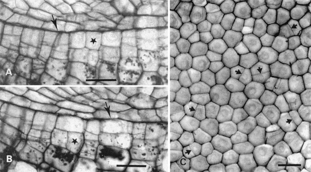 The Root Cap: Cell Dynamics, Cell Differentiation and Cap Function ...