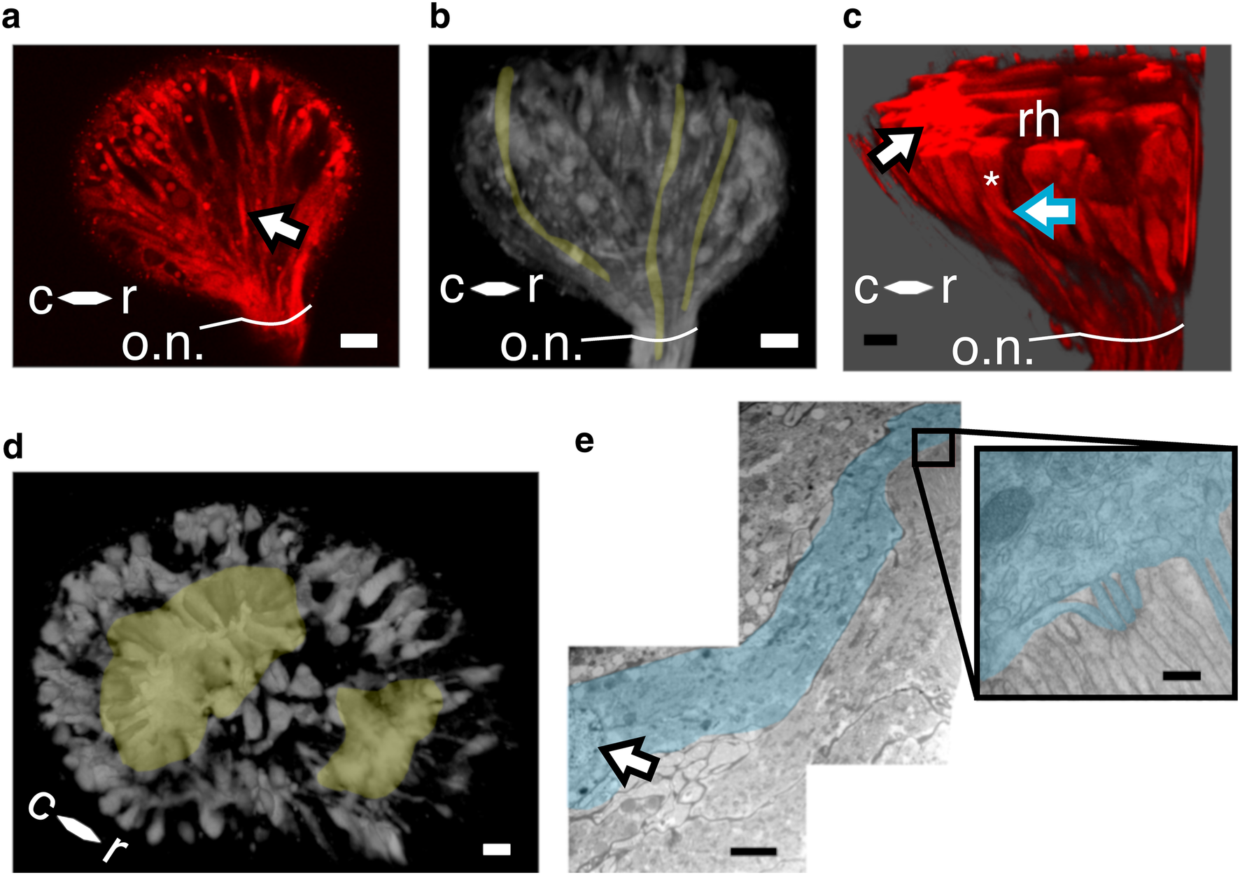 Anatomy of the stemmata in the Photuris firefly larva | SpringerLink