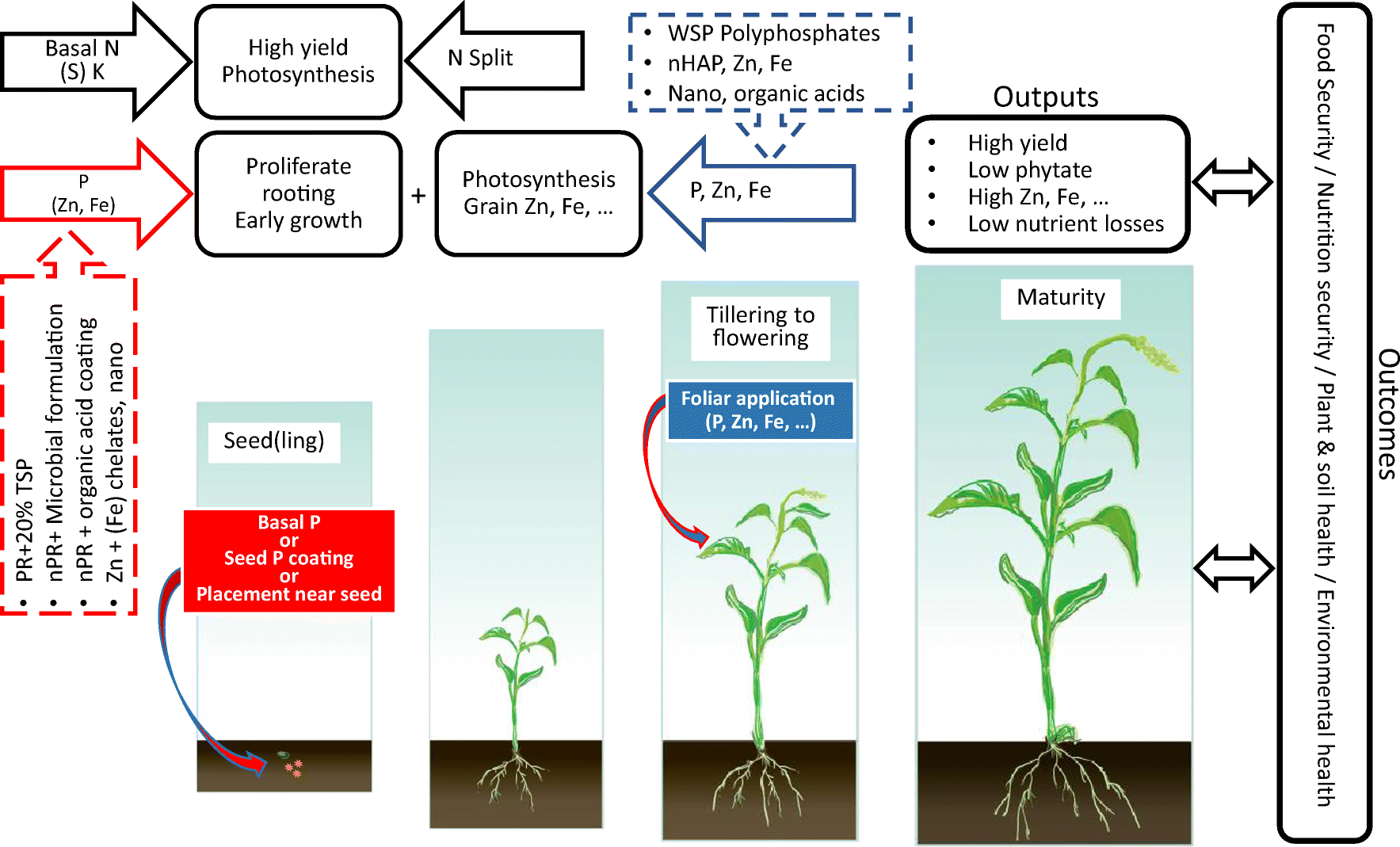 Exploring phosphorus fertilizers and fertilization strategies for ...