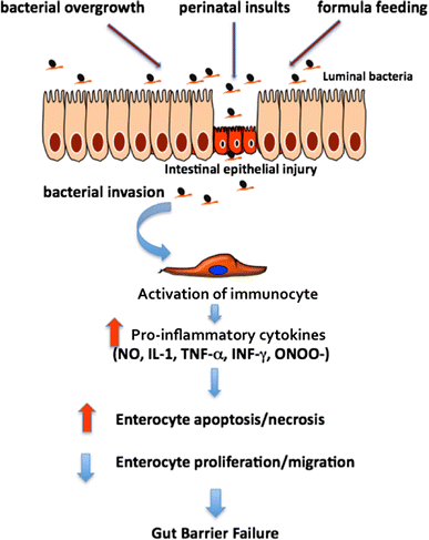 Current concepts regarding the pathogenesis of necrotizing ...