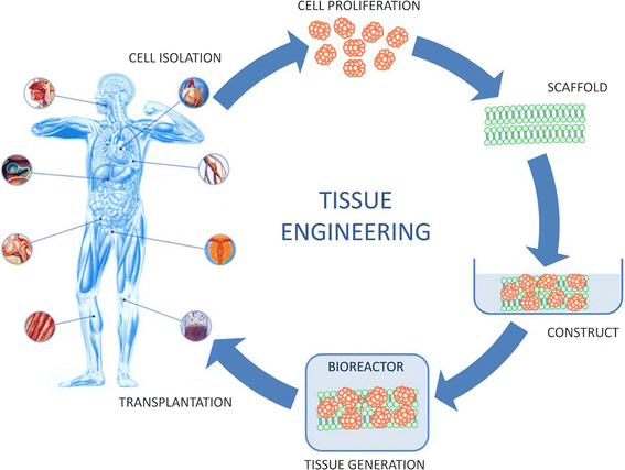 Tissue engineering and regenerative medicine research perspectives for ...