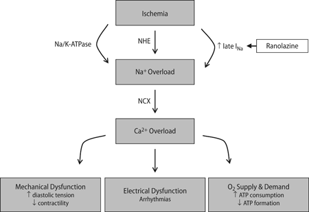 Mechanism of action of the new anti-ischemia drug ranolazine | SpringerLink