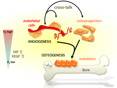 Recruitment of osteogenic cells to bone formation sites during ...