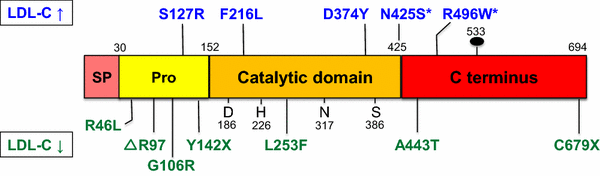 Molecular and cellular function of the proprotein convertase subtilisin ...