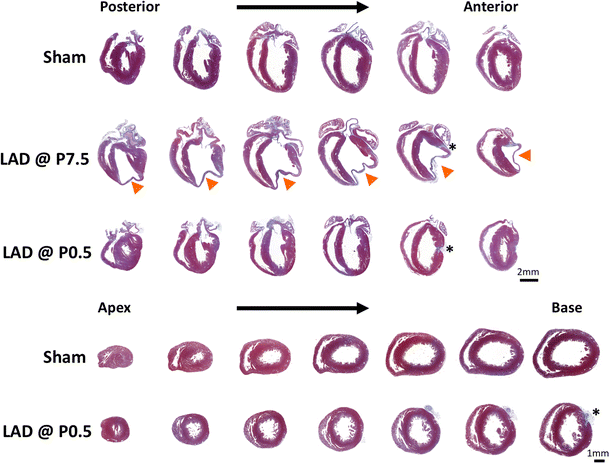 A reproducible protocol for neonatal ischemic injury and cardiac ...