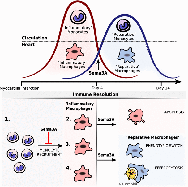 Sema3A promotes the resolution of cardiac inflammation after myocardial ...