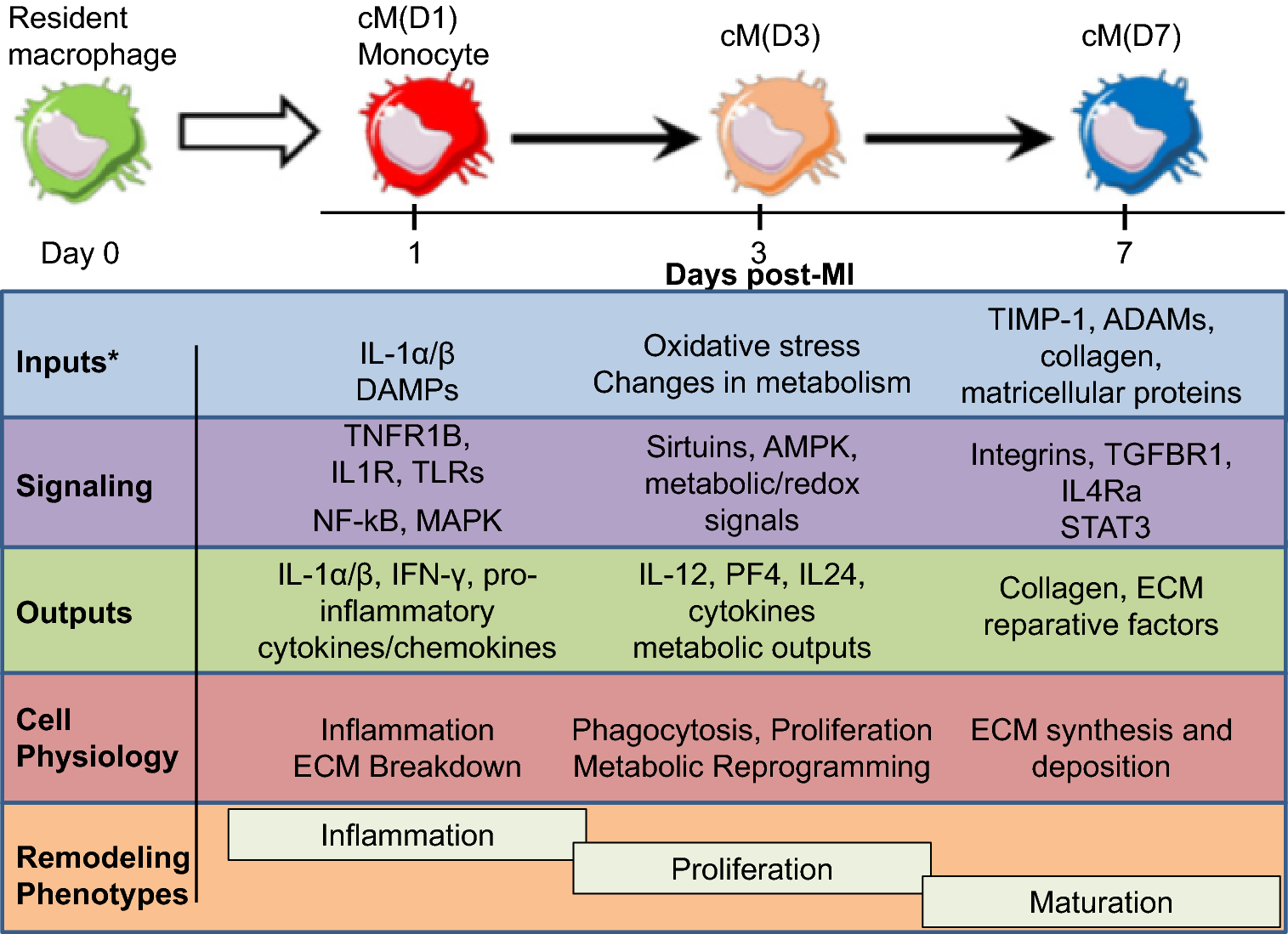 Mapping macrophage polarization over the myocardial infarction time ...
