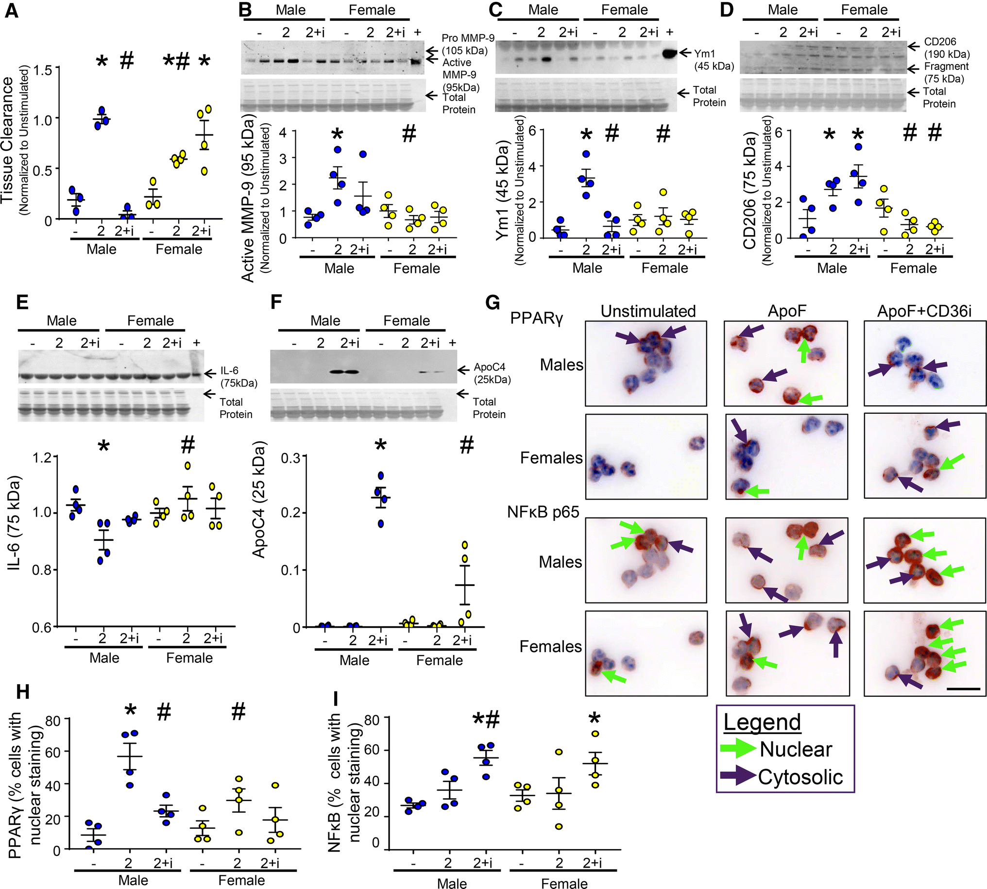 LXR/RXR signaling and neutrophil phenotype following myocardial ...