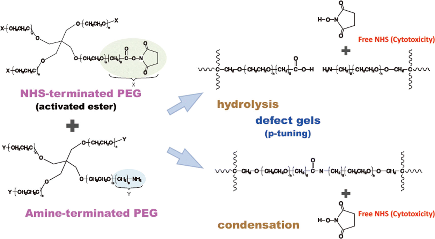 Precision polymer network science with tetra-PEG gels—a decade history ...