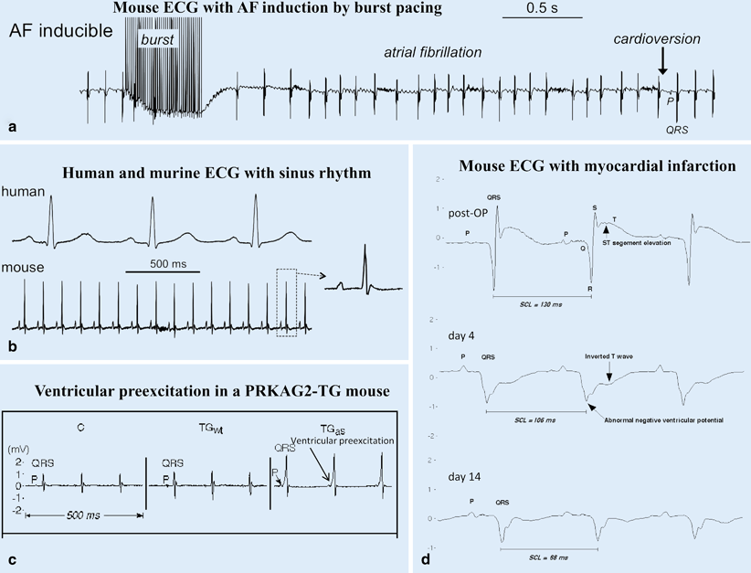 The ECG in cardiovascular-relevant animal models of electrophysiology ...